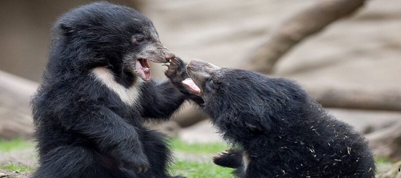 Ratan Mahal Wildlife Sloth Bear Sanctuary, Gujarat Package